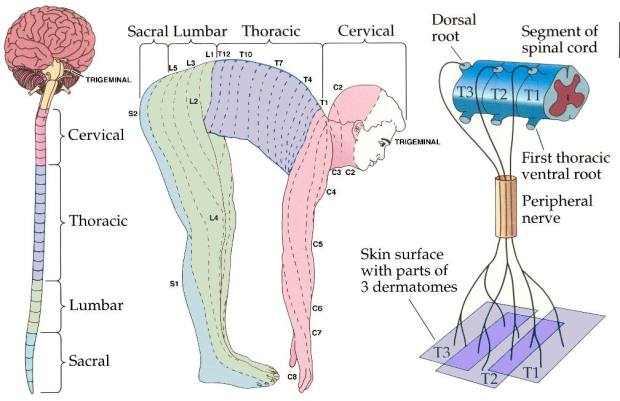 Dermatomes | JC Physiotherapy