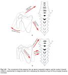 Impingement (SAPS) | JC Physiotherapy