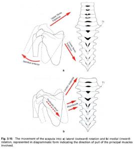 Impingement (SAPS) | JC Physiotherapy
