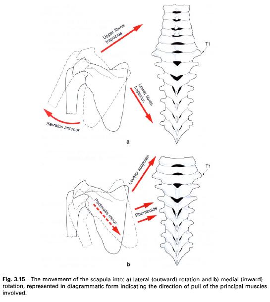 Impingement (SAPS) | JC Physiotherapy