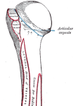 Impingement (SAPS) | JC Physiotherapy