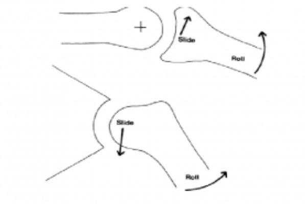 Convex Concave Rule – Explained! | JC Physiotherapy