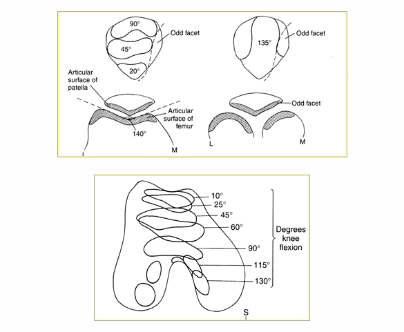 The Odd Facet | JC Physiotherapy