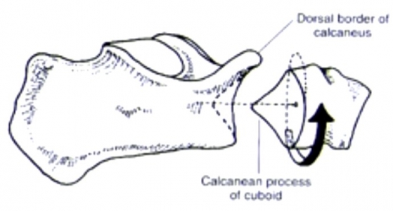 Calcaneocuboid Locking Mechanism | JC Physiotherapy